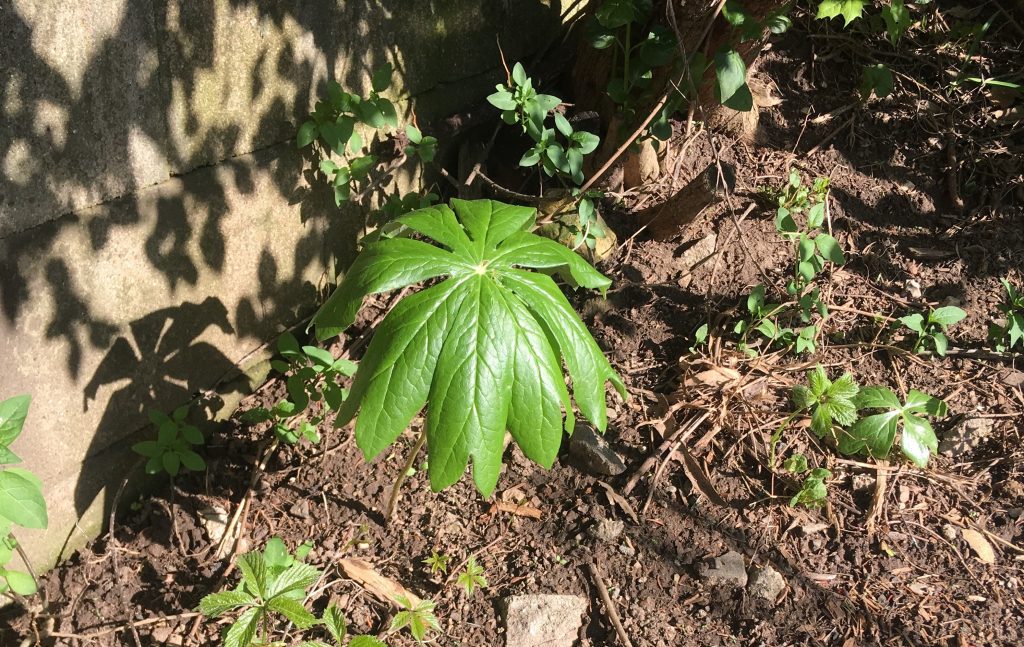 Plant of the Week - Podophyllum peltatum | Marek Landscaping
